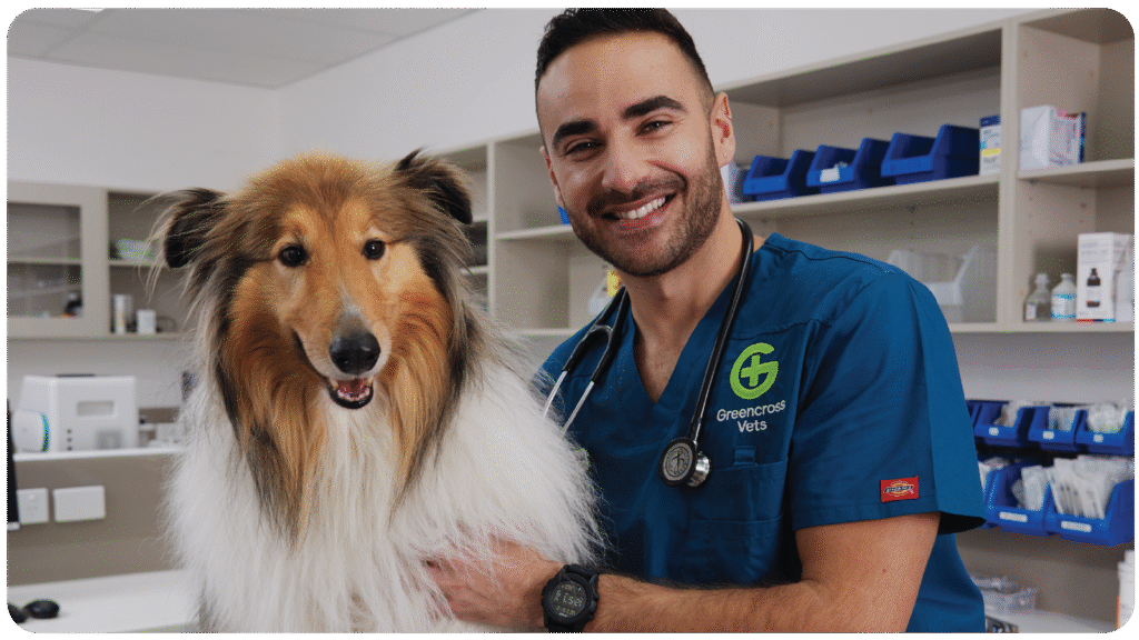 PetBreak: How It Works, Best Use Cases, and How to Measure Performance ...